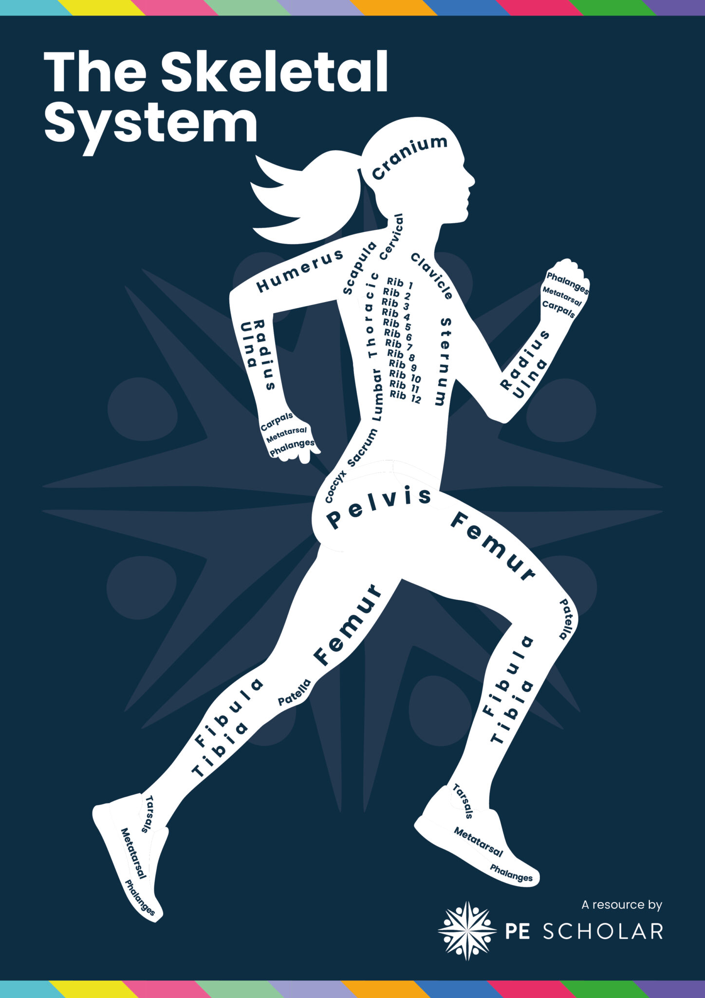 Skeletal System Posters for PE Teachers - PE Scholar